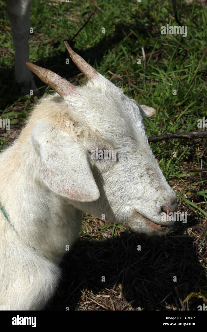 A goat in a farmers pasture in Cotacachi, Ecuador Stock Photo - Alamy