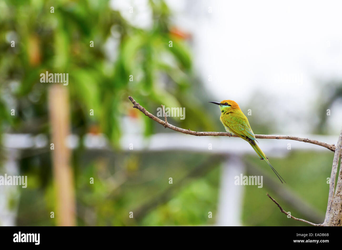 Little Green Bee Eater or Merops orientalis bird Stock Photo - Alamy