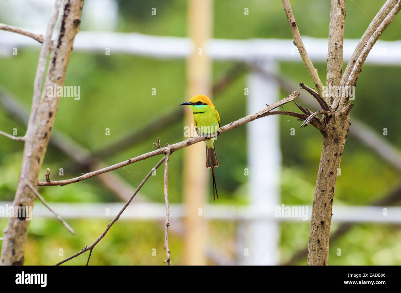 Little Green Bee Eater or Merops orientalis bird Stock Photo - Alamy