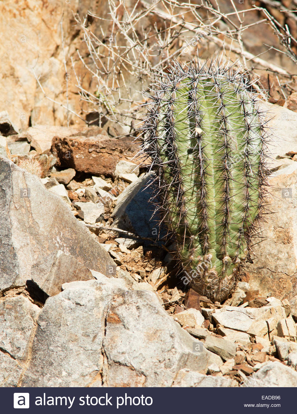 Saguaros Cactus High Resolution Stock Photography and Images - Alamy