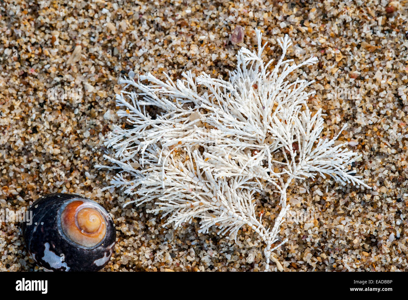 Common Coral Weed / Coralweed (Corallina officinalis) washed ashore on ...