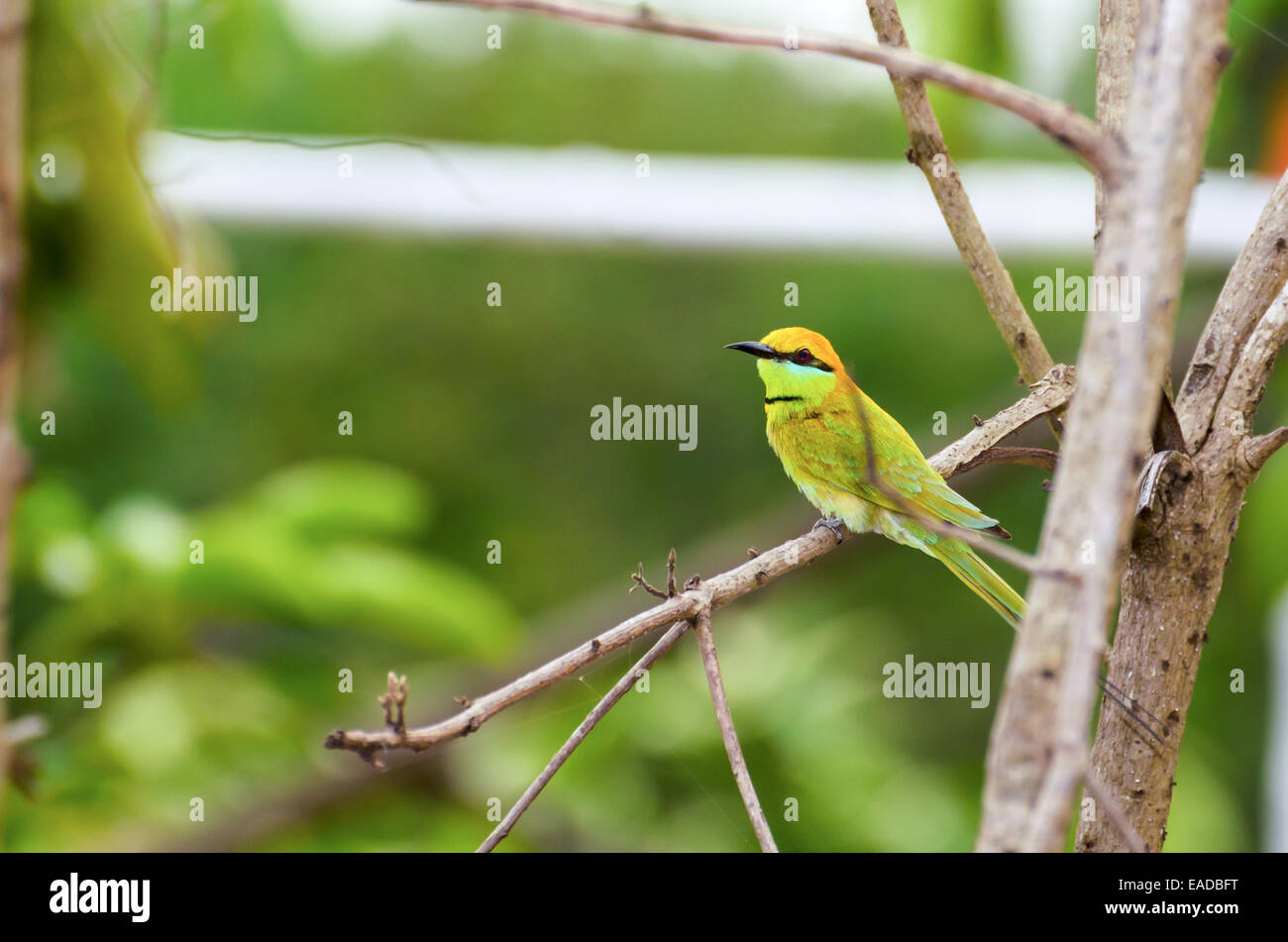 Little Green Bee Eater or Merops orientalis bird Stock Photo - Alamy
