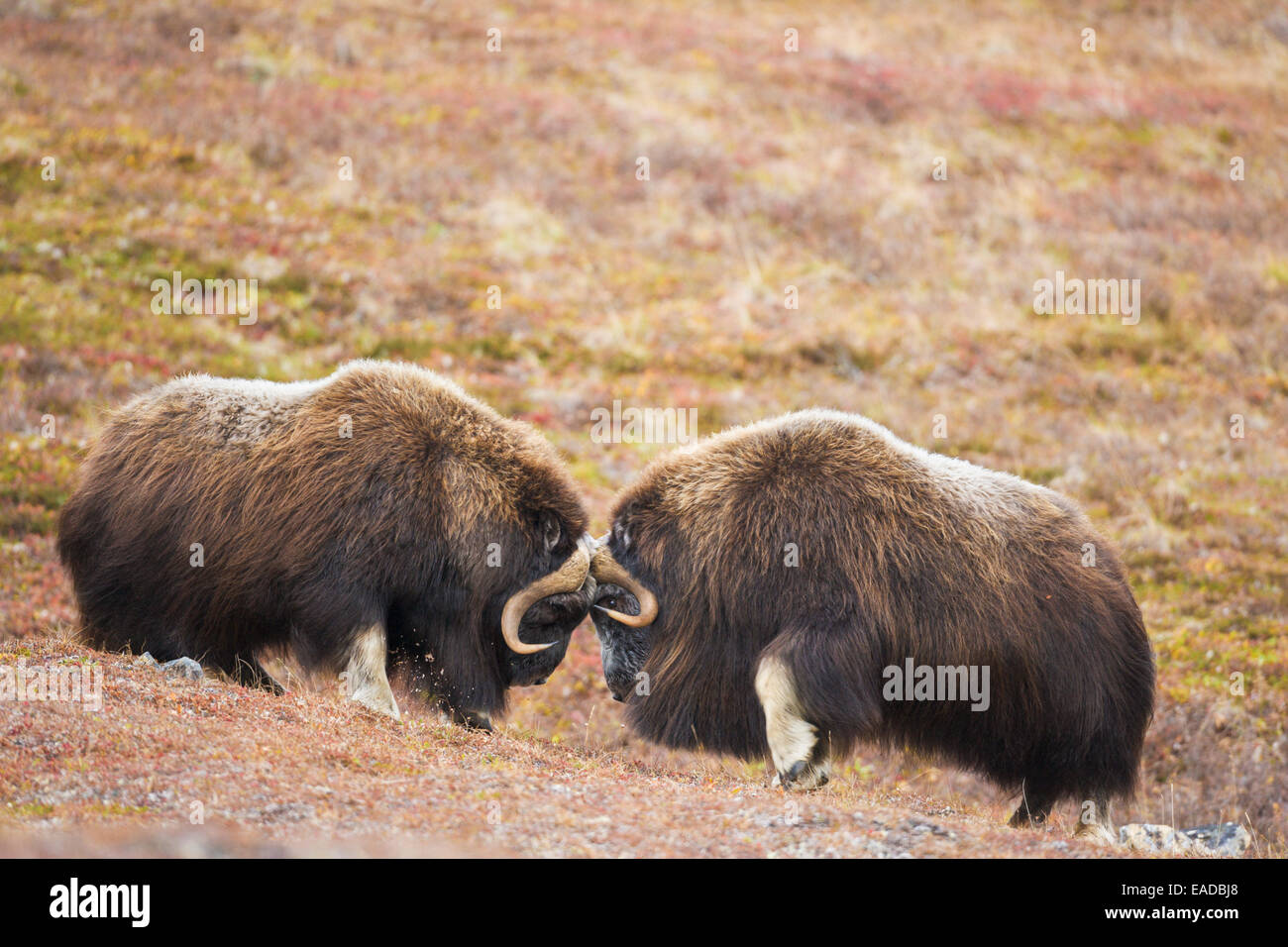 Bull muskox nome hi-res stock photography and images - Alamy