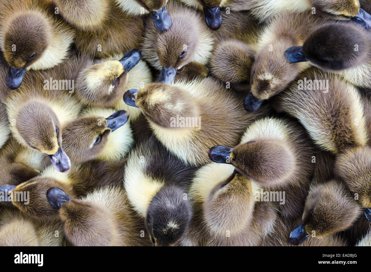 Many little ducklings hi-res stock photography and images - Alamy