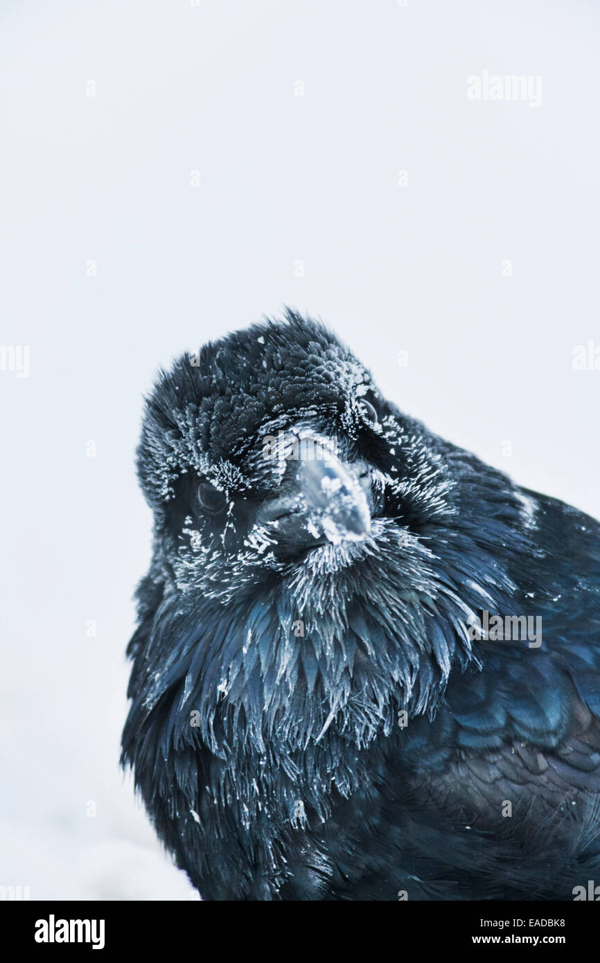 Raven in black and white hi-res stock photography and images - Alamy