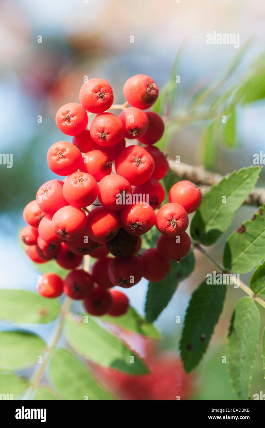 Rowan, Sorbus aucuparia, Red subject Stock Photo - Alamy