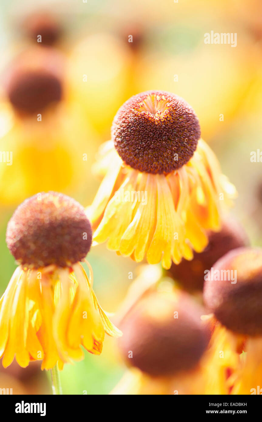 , Rudbeckia, Yellow subject Stock Photo - Alamy