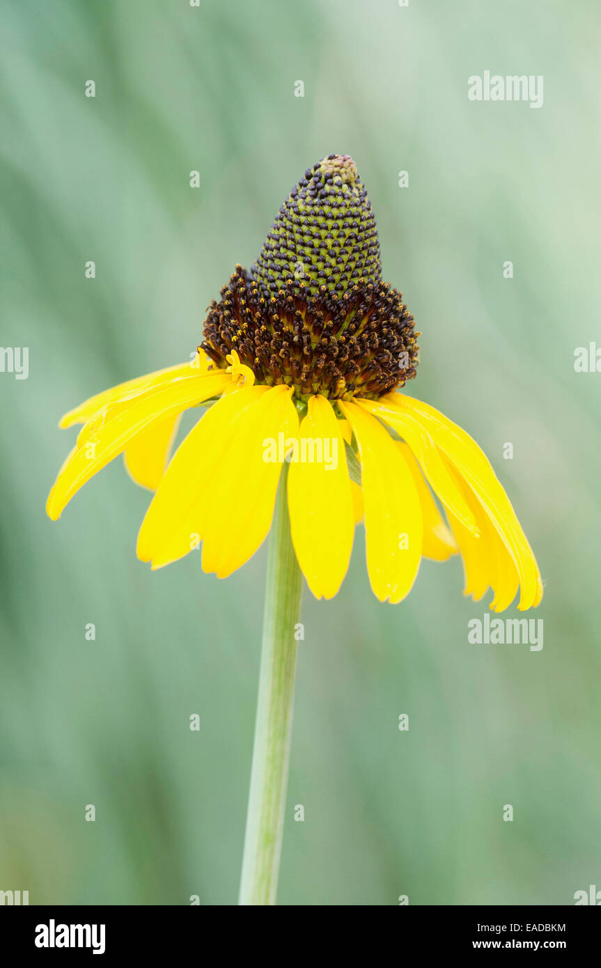 Great Coneflower, Rudbeckia maxima, Yellow subject, Green background ...