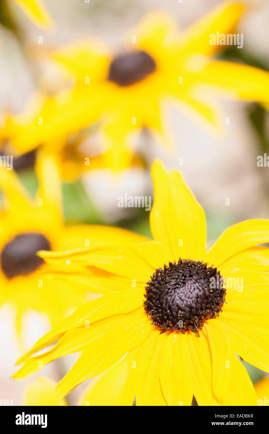 Coneflower, Black-eyed Susan, Rudbeckia, Yellow subject Stock Photo - Alamy