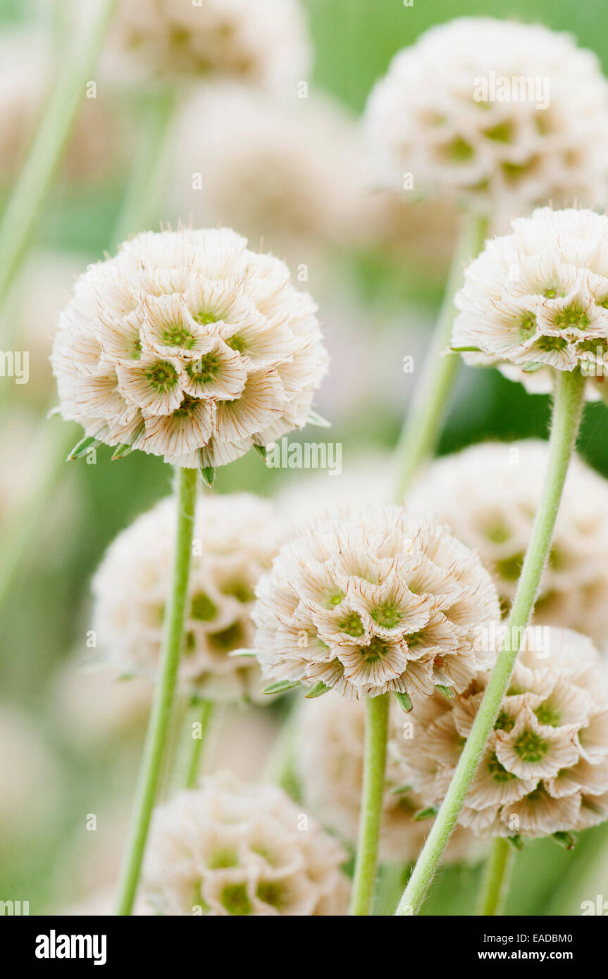 Grass Leaved Scabious, Scabiosa graminifolia, Cream subject, Green ...