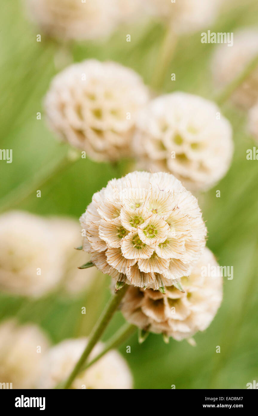 Grass Leaved Scabious, Scabiosa graminifolia, Cream subject, Green ...