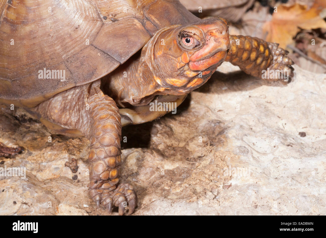 Box turtle, burrow hi-res stock photography and images - Alamy