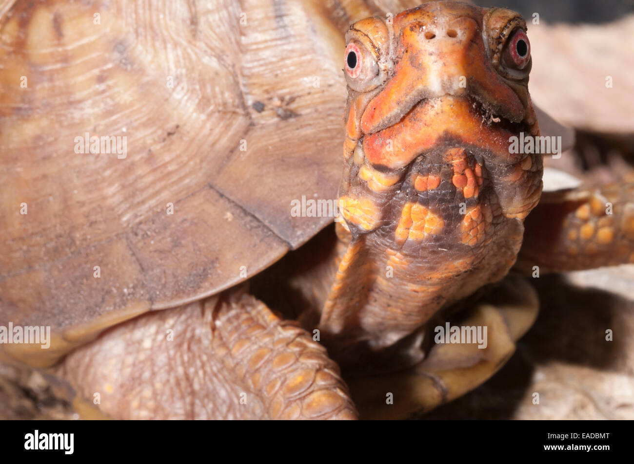 3-toed (three toed) box turtle, Terrapene carolina triunguis, native to ...