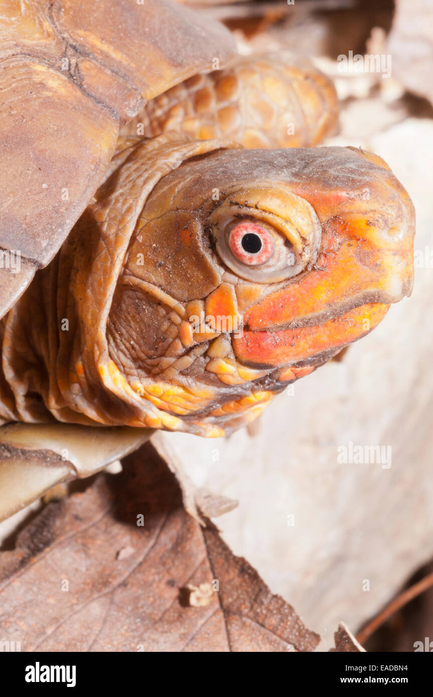 3 toed three toed box turtle hi-res stock photography and images - Alamy