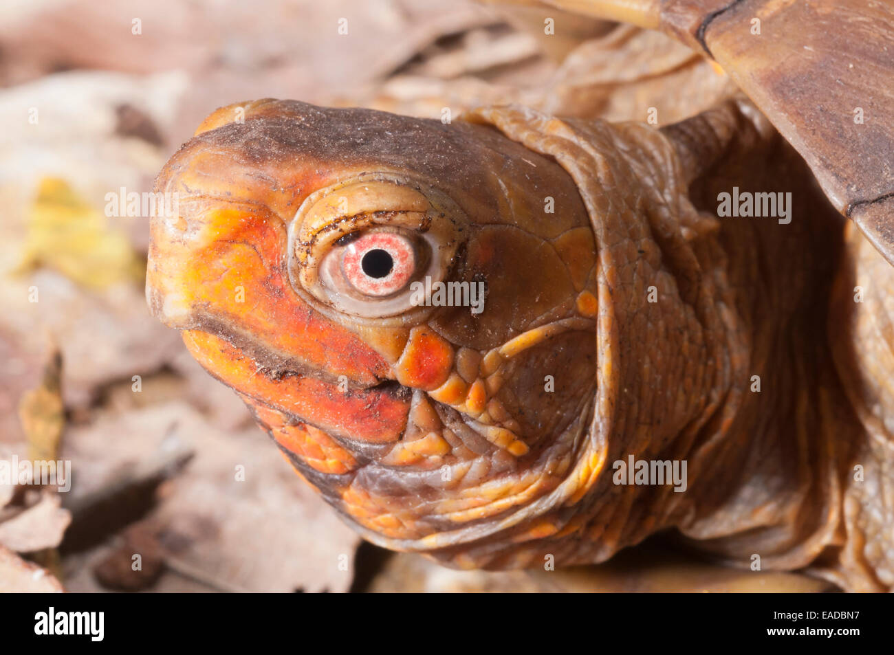3-toed (three toed) box turtle, Terrapene carolina triunguis, native to ...