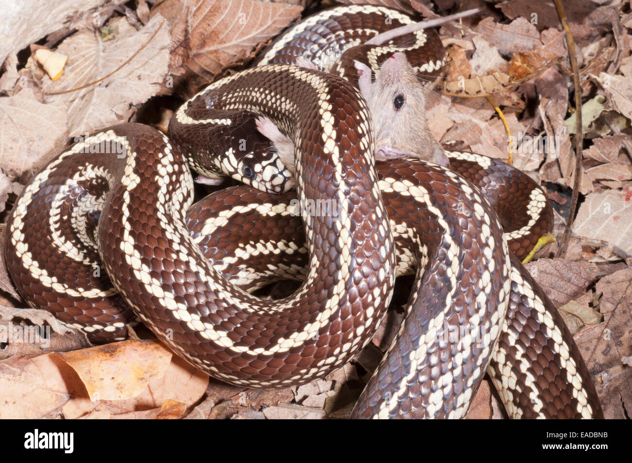 California kingsnake, coastal phase, striped, Lampropeltis getula ...