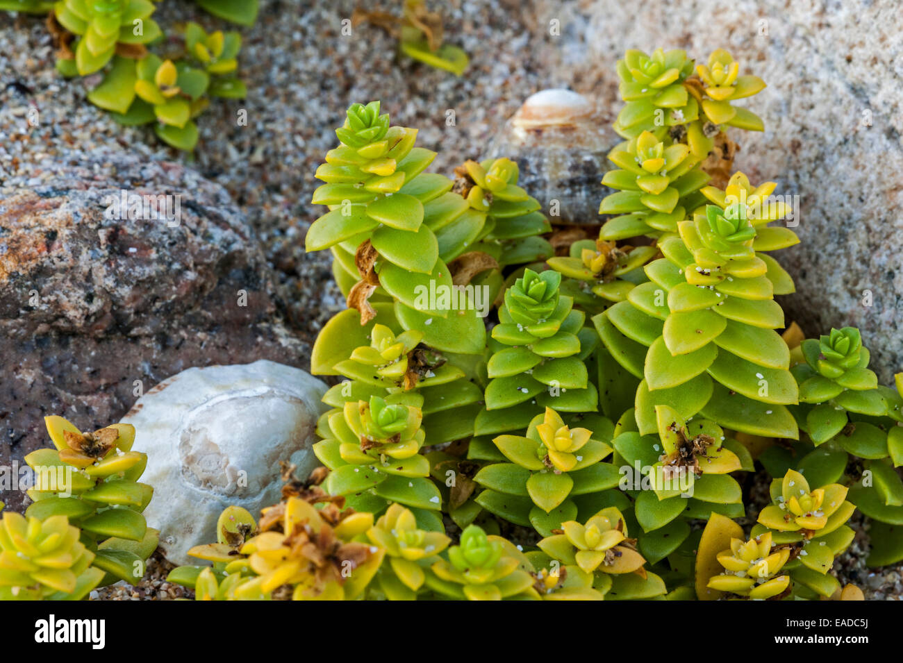 Sea sandwort / seaside sandplant (Honckenya peploides) growing on beach ...