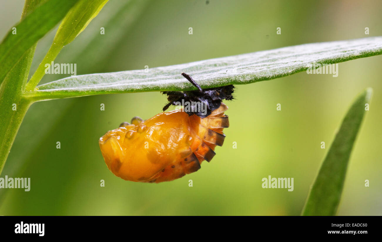 Ladybug Pupa Stock Photos & Ladybug Pupa Stock Images - Alamy