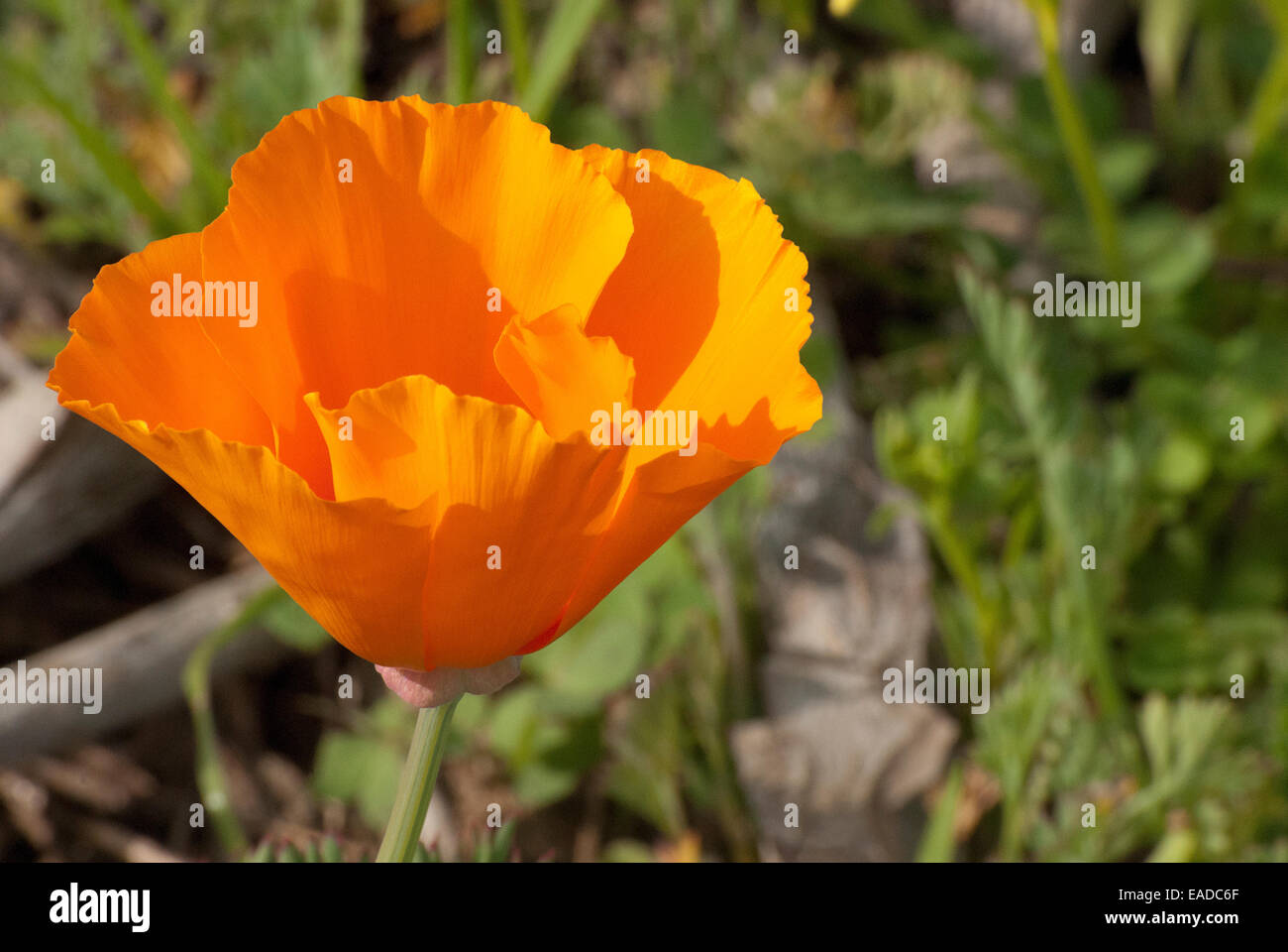 Official state flower hi-res stock photography and images - Alamy