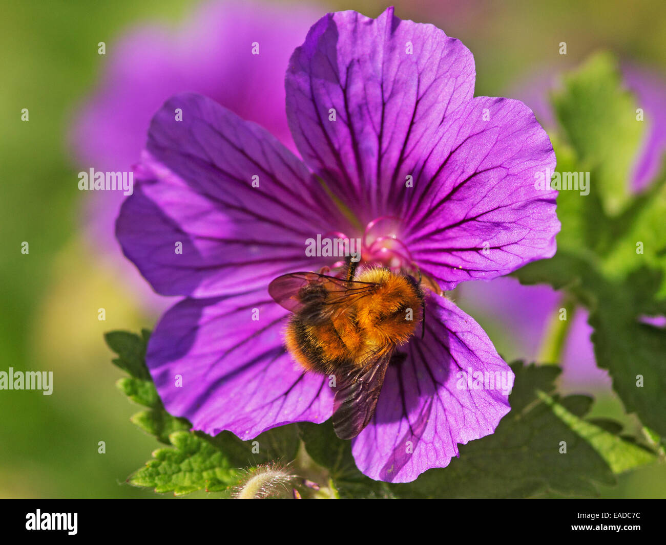 A bee feeding on the nectar of a purple geranium flower Stock Photo - Alamy
