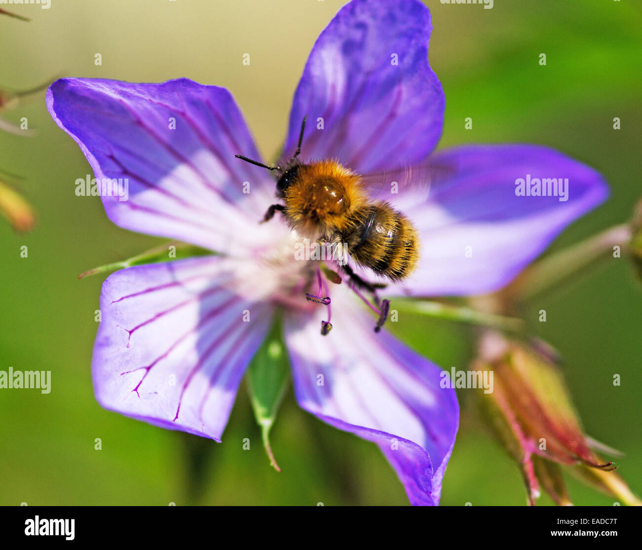 A bee feeding on the nectar of a purple geranium flower Stock Photo - Alamy