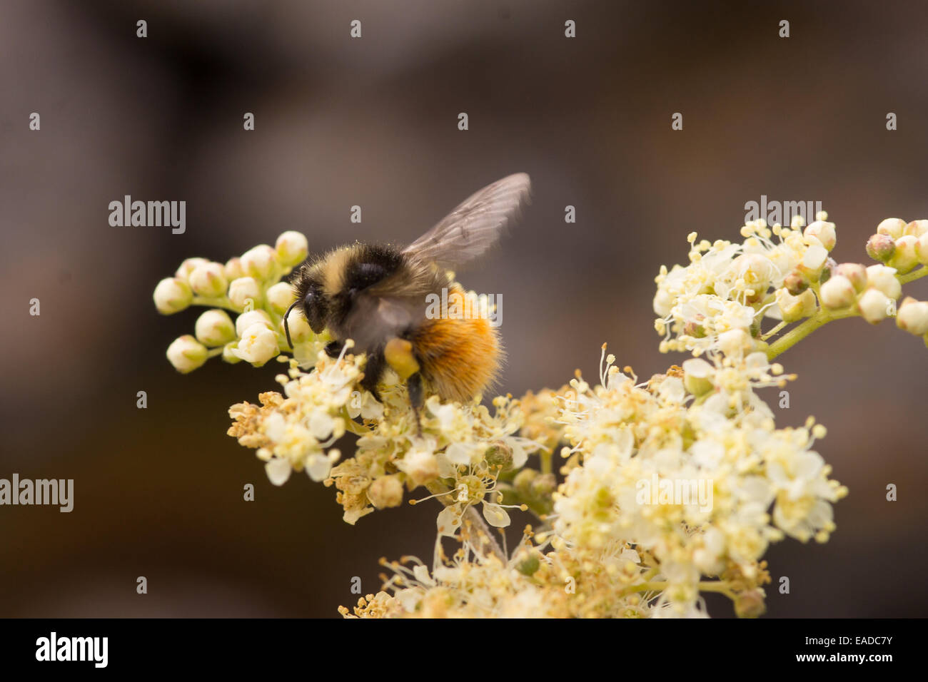 White bee feeding hi-res stock photography and images - Alamy