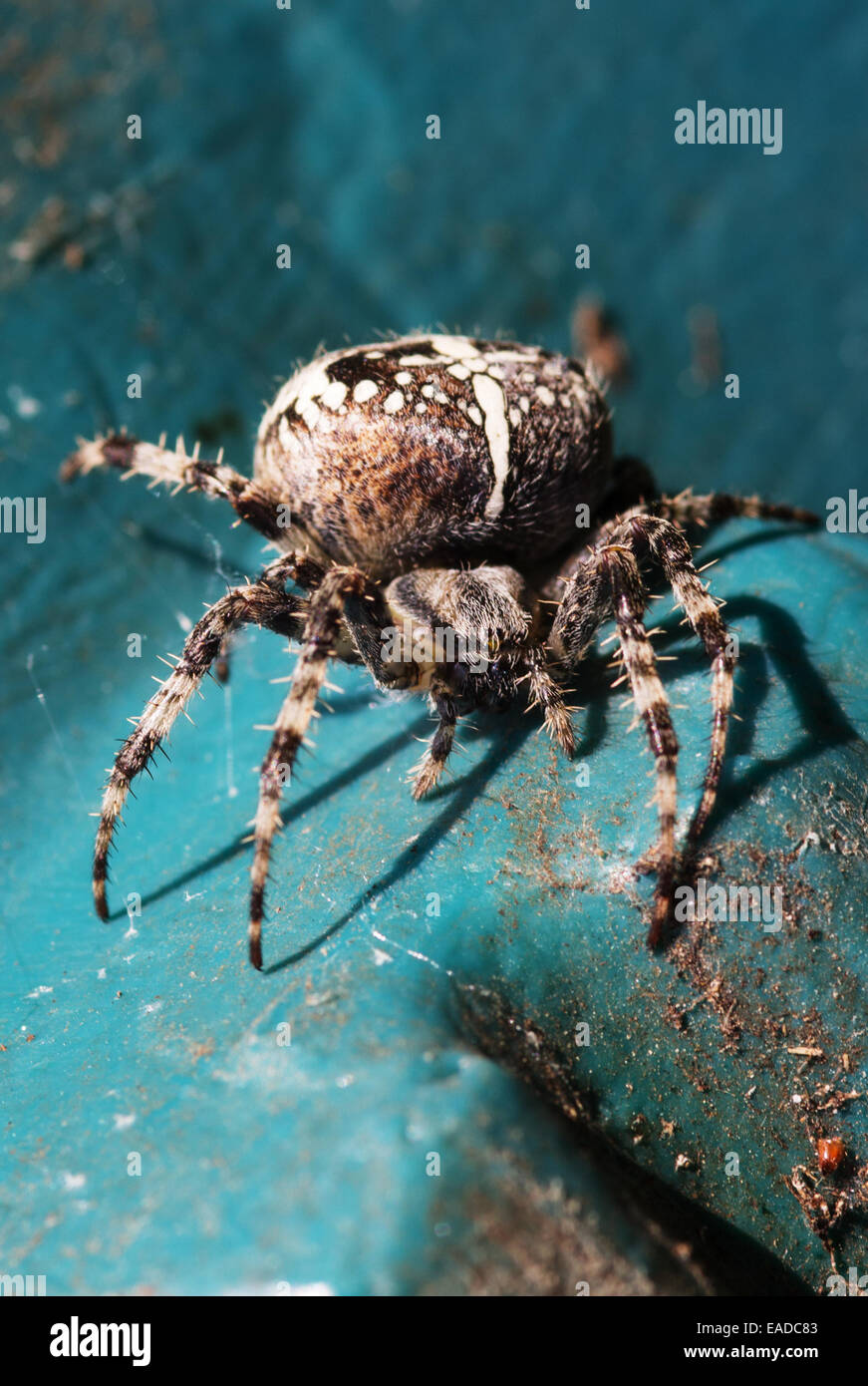 A European garden spider Stock Photo - Alamy
