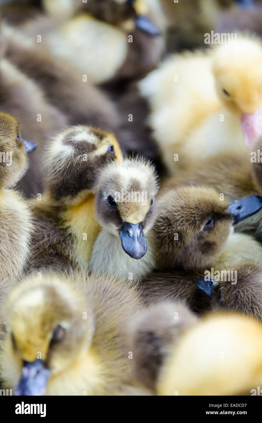 Livestock duck hi-res stock photography and images - Alamy