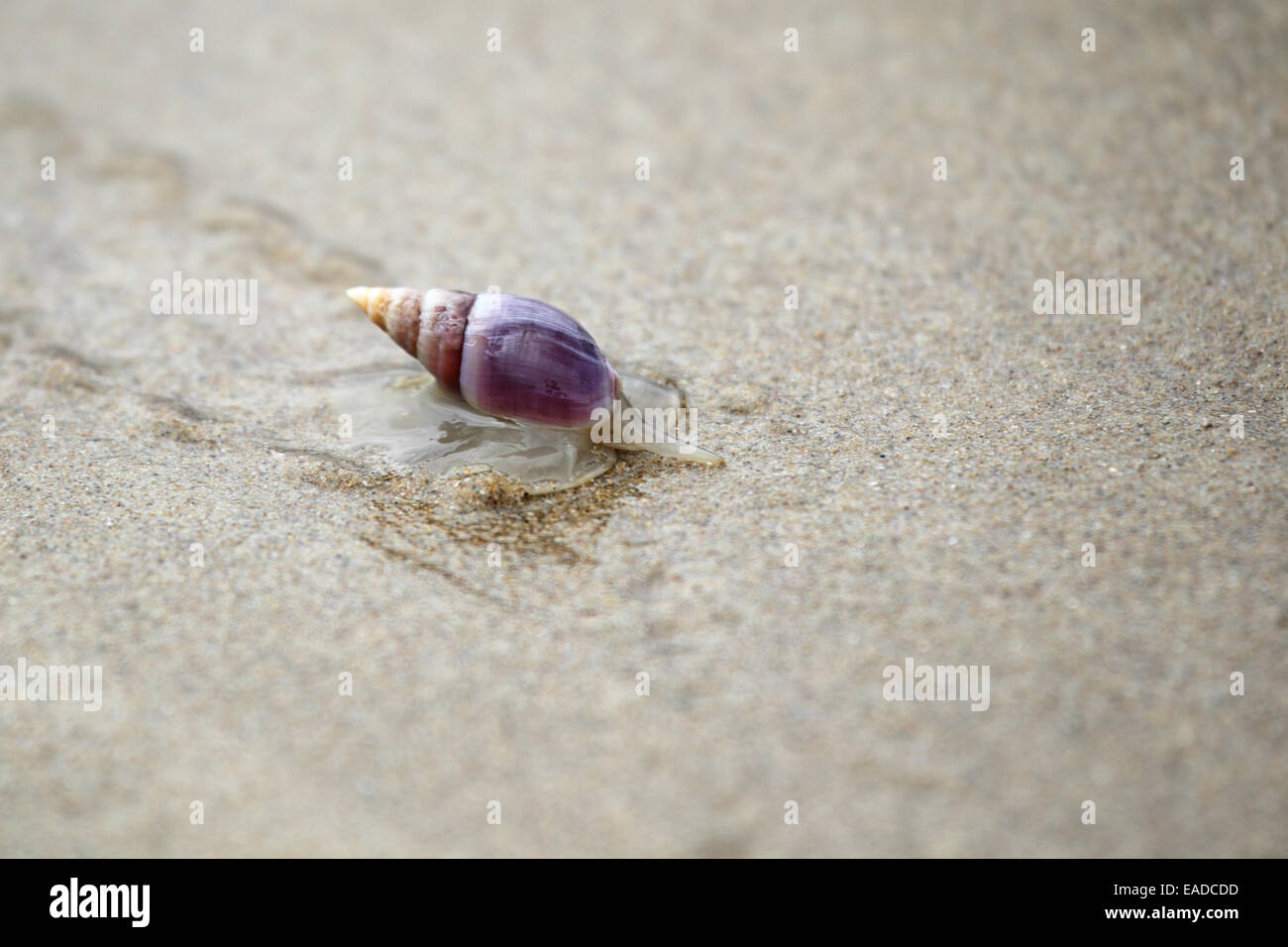 Ocean Snails