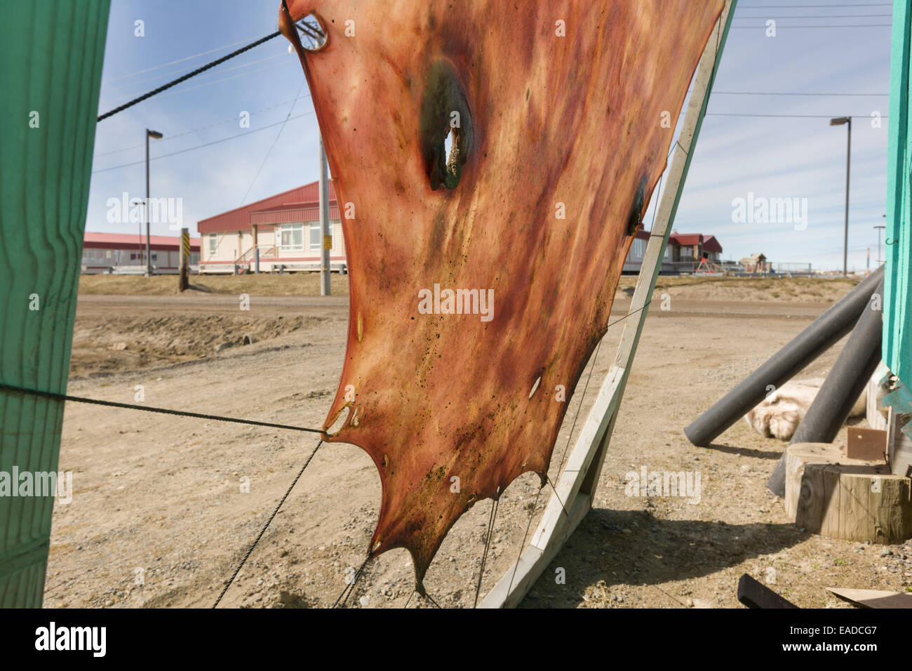 Alaska seal skins hi-res stock photography and images - Alamy