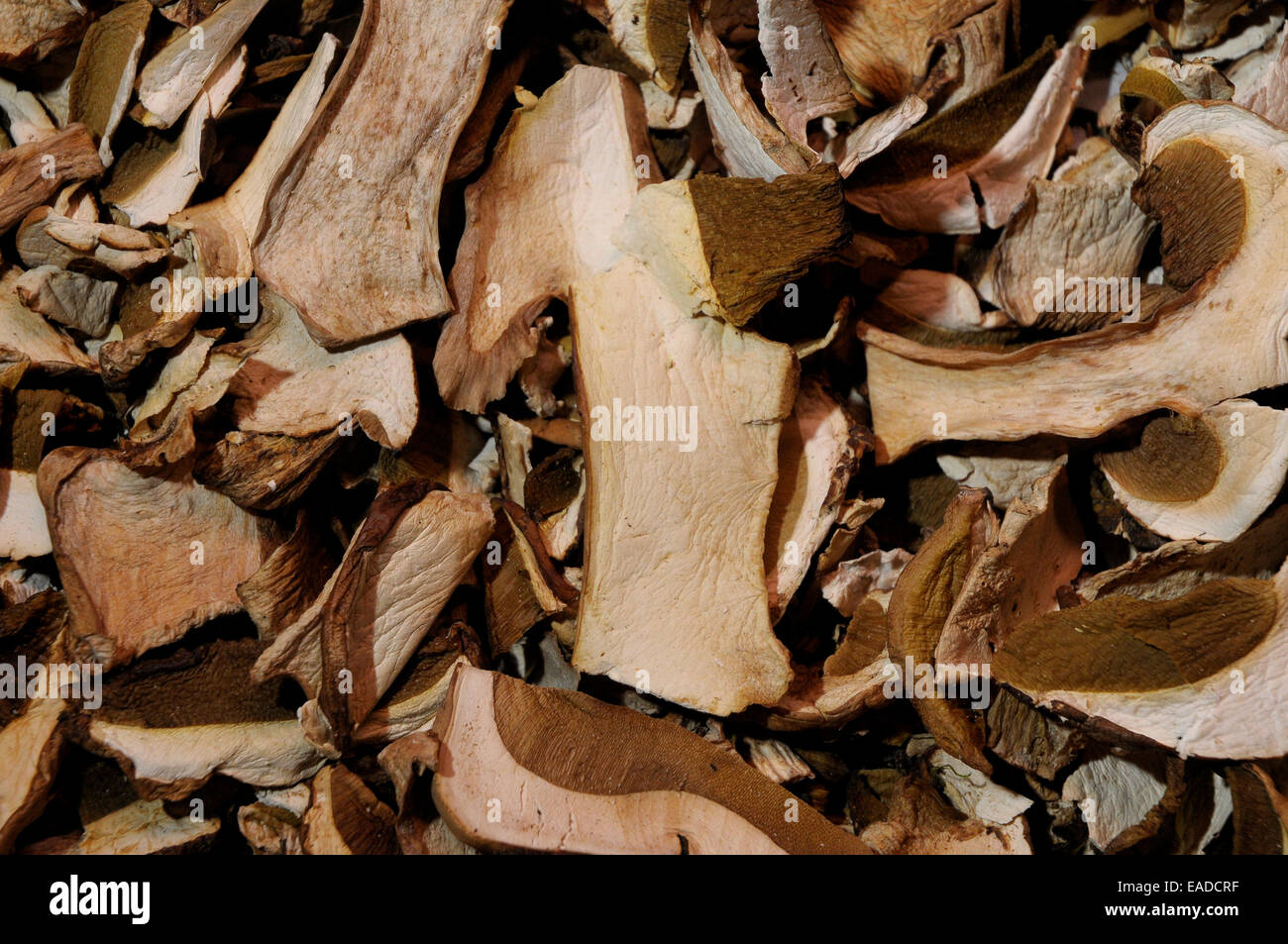 Seta edulis hi-res stock photography and images - Alamy