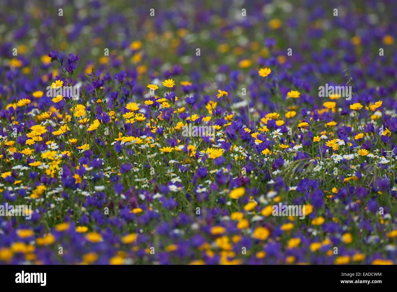 Colourful wildflowers in meadow in montado / dehesa, Alentejo, Portugal ...