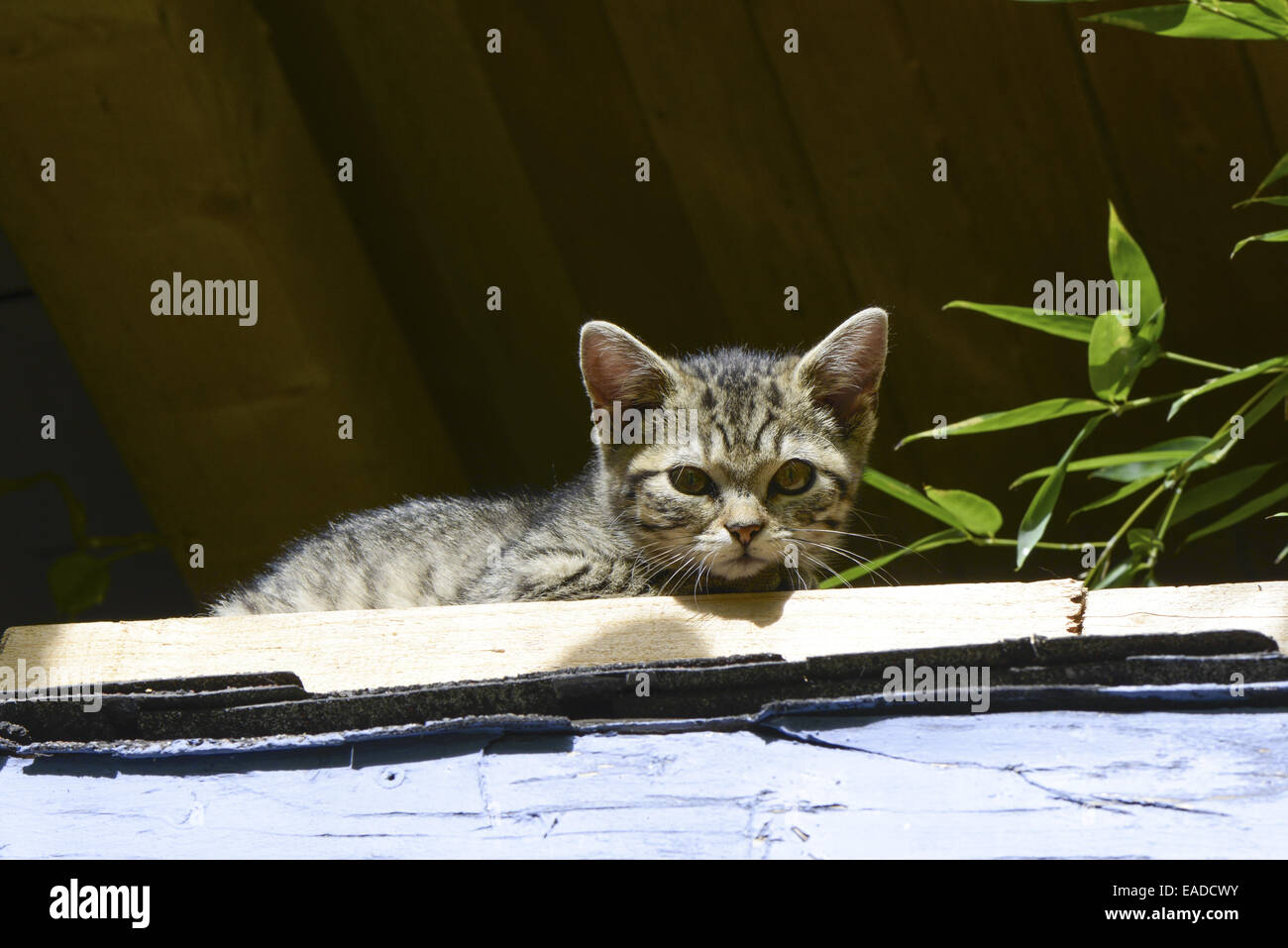 Young cat kitten, Austria, Lower Austria Stock Photo - Alamy