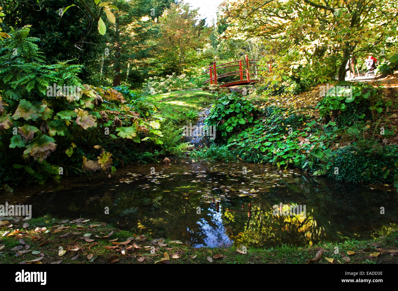 Shady and secluded garden pond with red bridge beyond Stock Photo - Alamy
