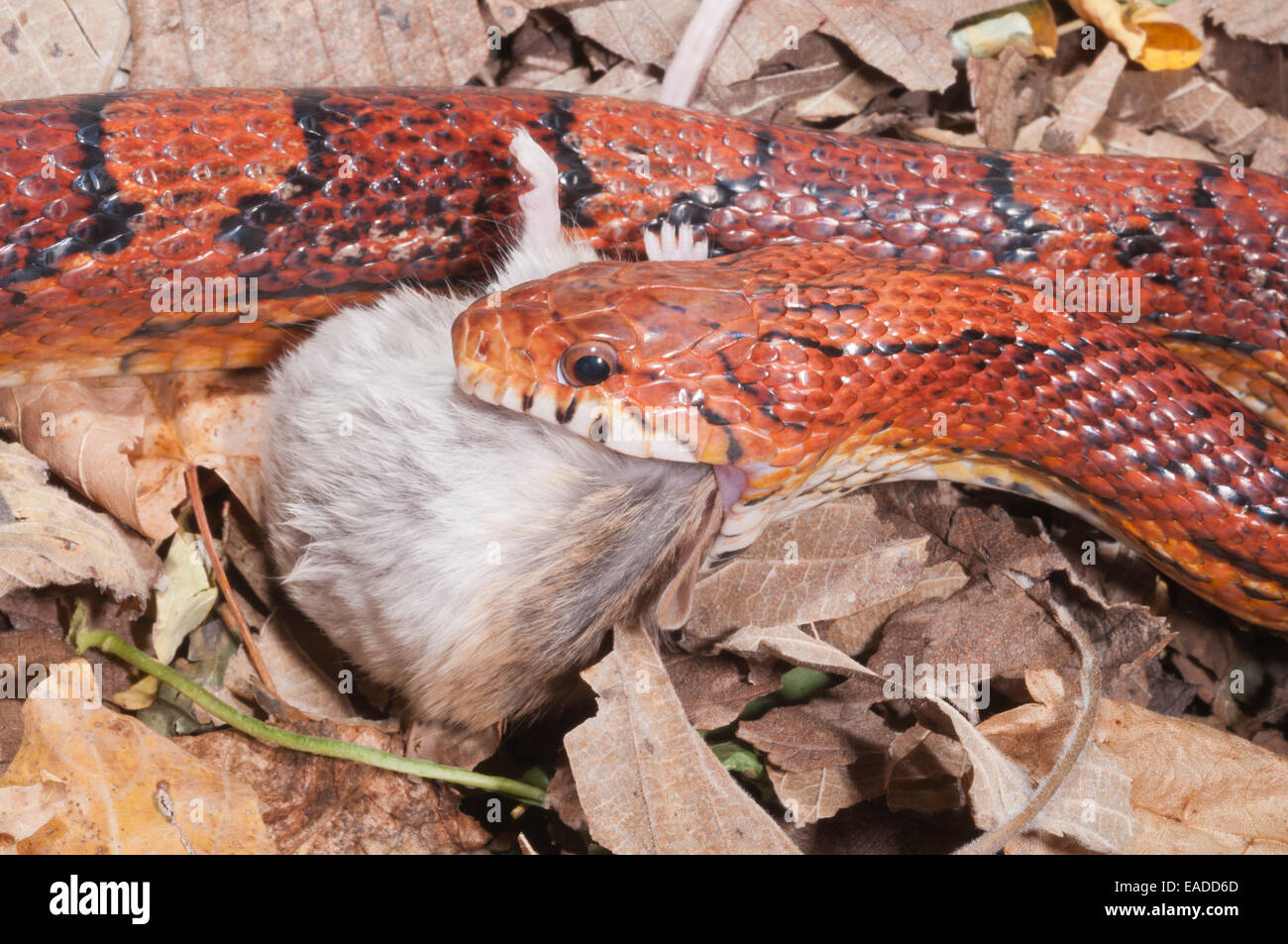 Constricting snake hi-res stock photography and images - Alamy