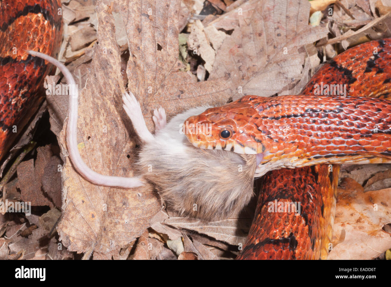 Corn Snake Colors