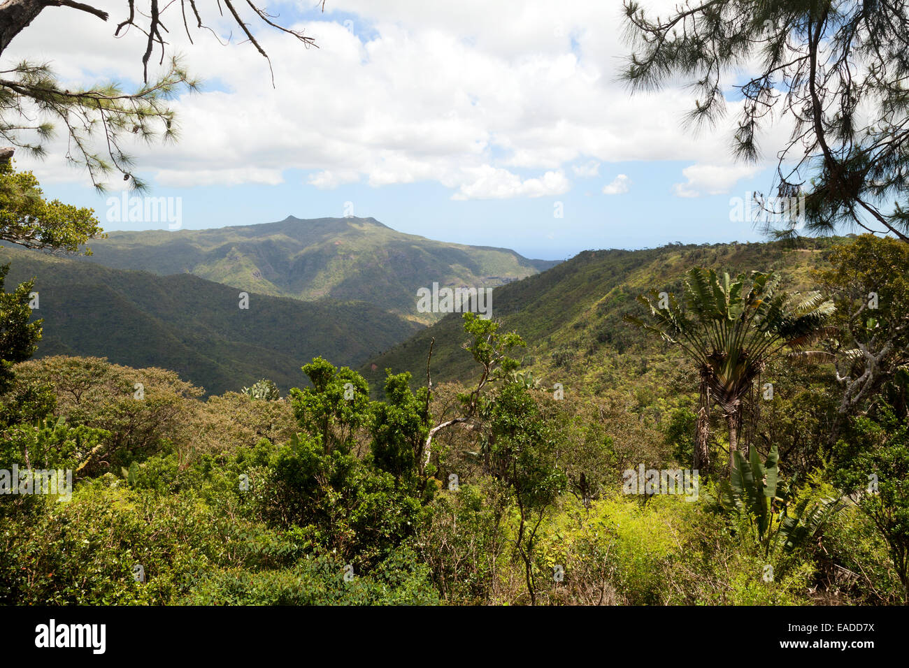 Black River Gorges national Park rainforest, south western Mauritius ...