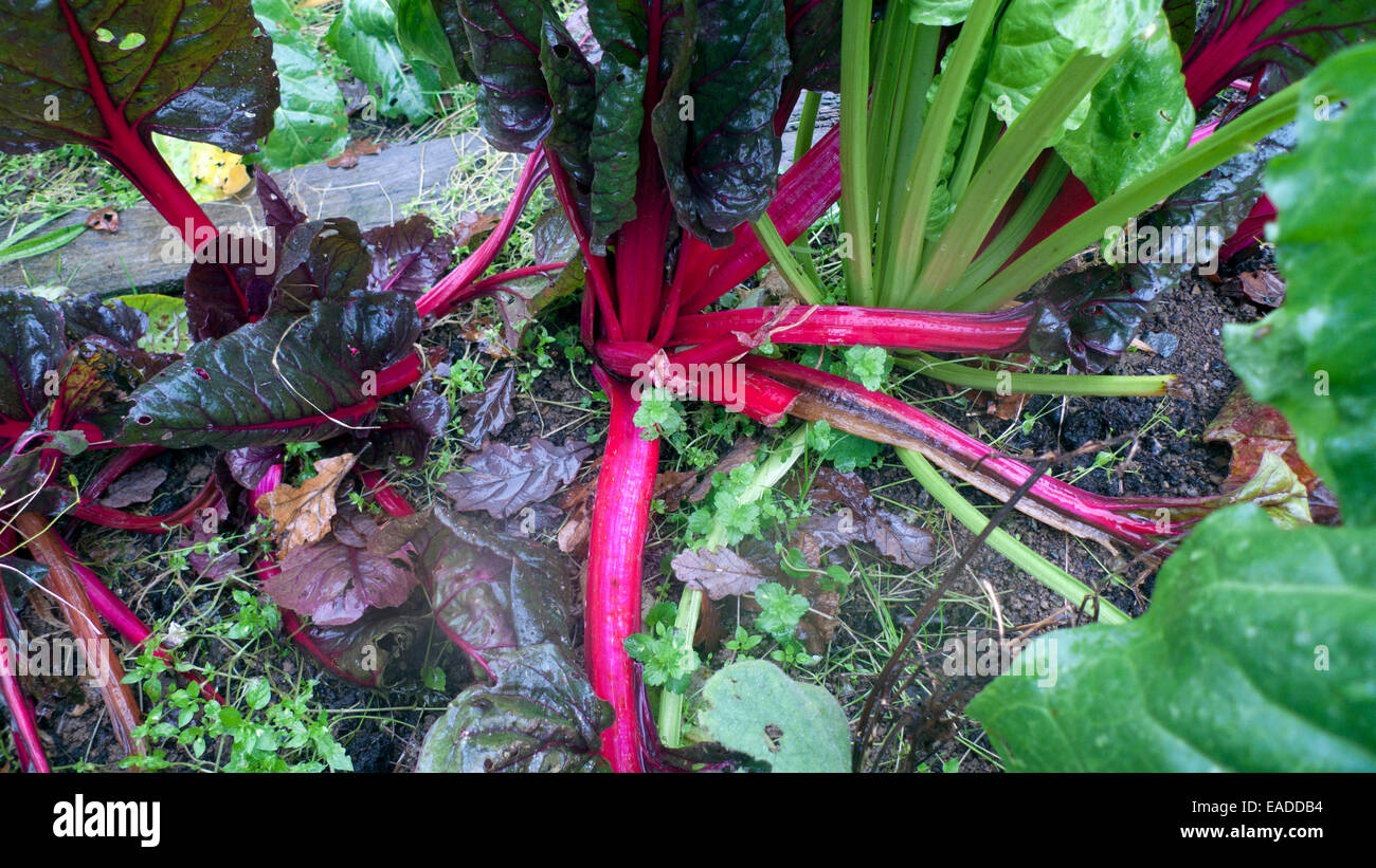 Carmarthenshire,Wales, UK. Wed 12th Nov 2014. November autumn weather ...