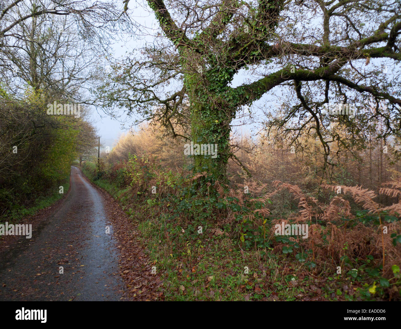 A rural country lane with fallen leaves and a gnarled old oak tree ...