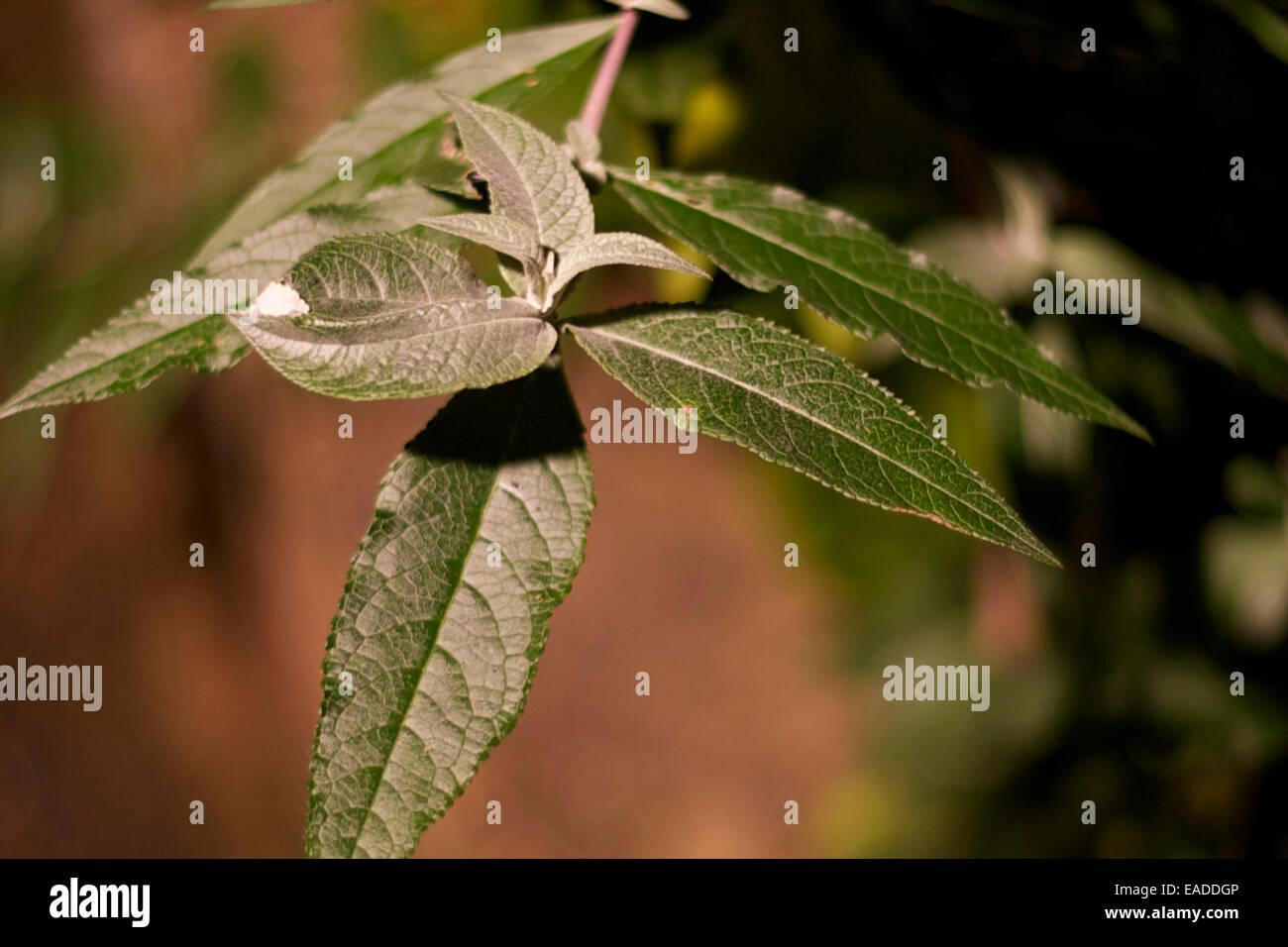 buddleja leaves at night Stock Photo - Alamy
