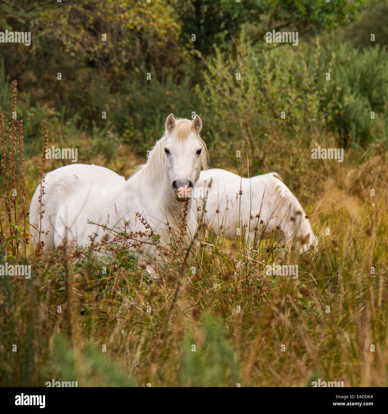 Garron hi-res stock photography and images - Alamy