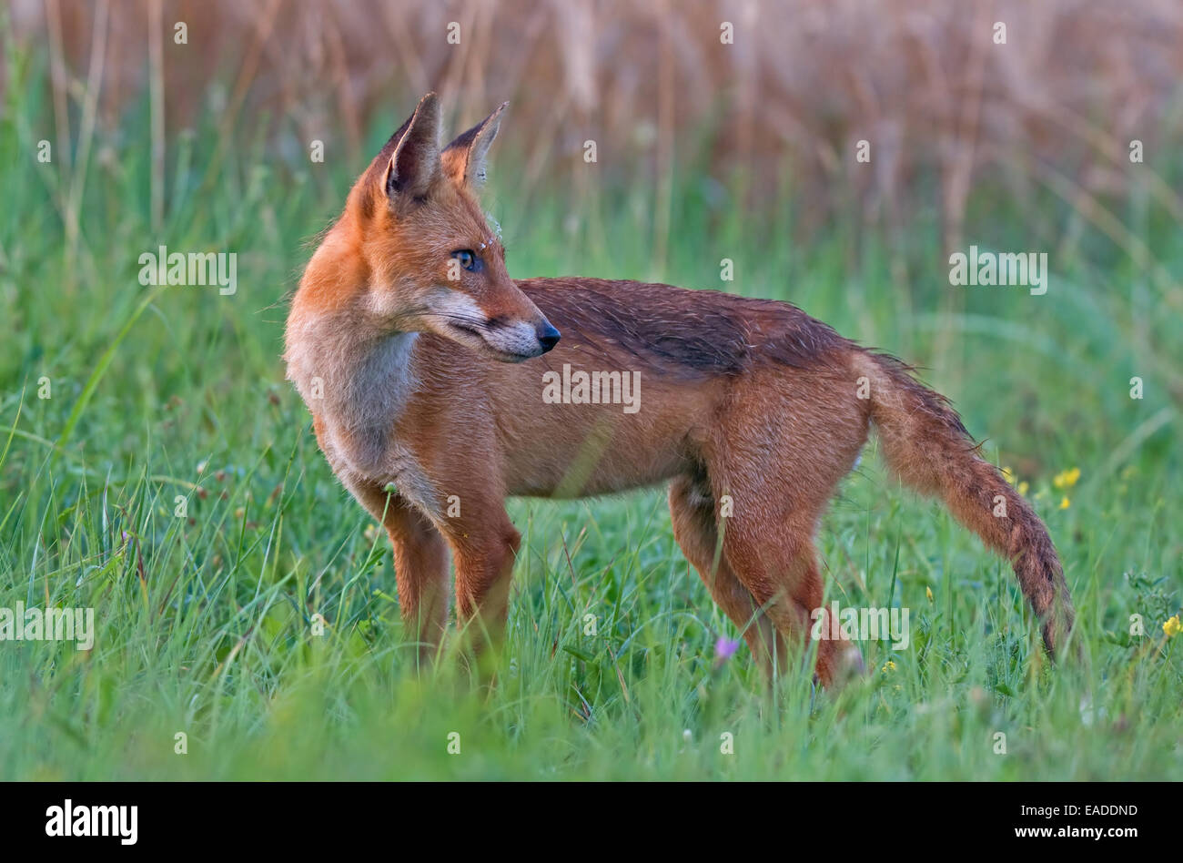 Fox field animal wildlife hi-res stock photography and images - Alamy
