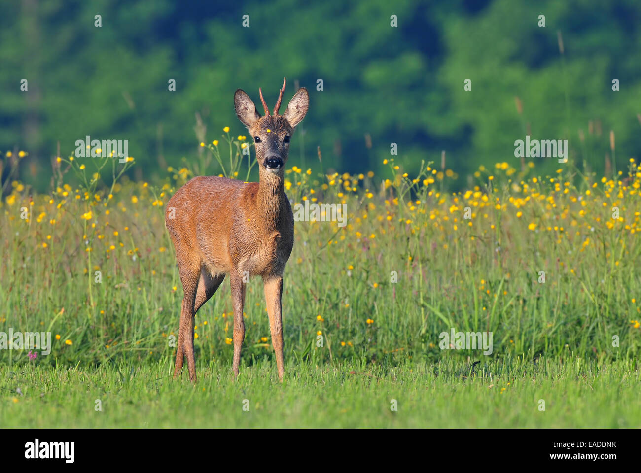 Deer in yellow flowers hi-res stock photography and images - Alamy