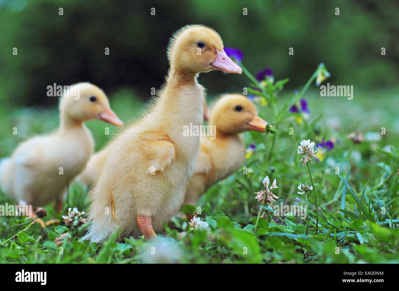 Domestic duck wing hi-res stock photography and images - Alamy