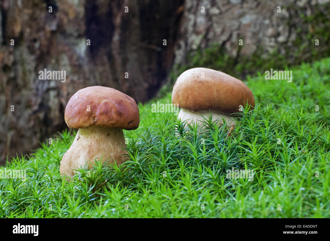 Two ceps growing from moss Stock Photo - Alamy