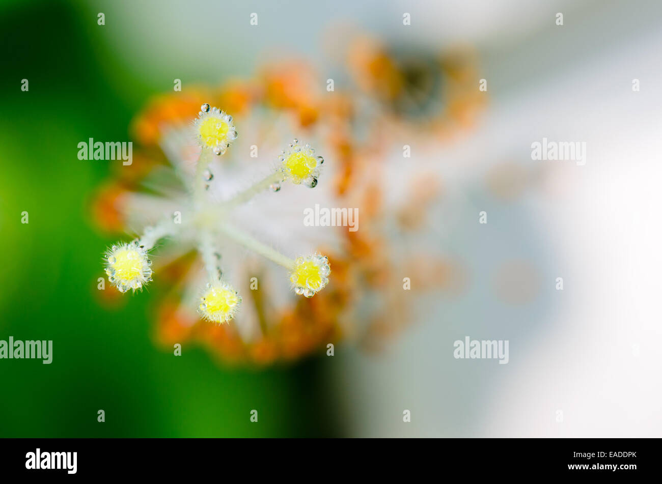 Close up carpel of the white Snowflake Hibiscus flowers ( Hibiscus rosa ...