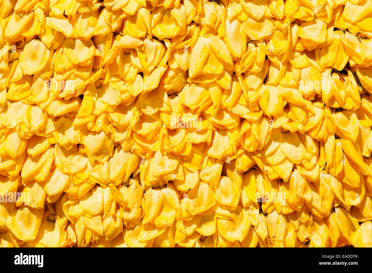 Yellow subject hi-res stock photography and images - Alamy