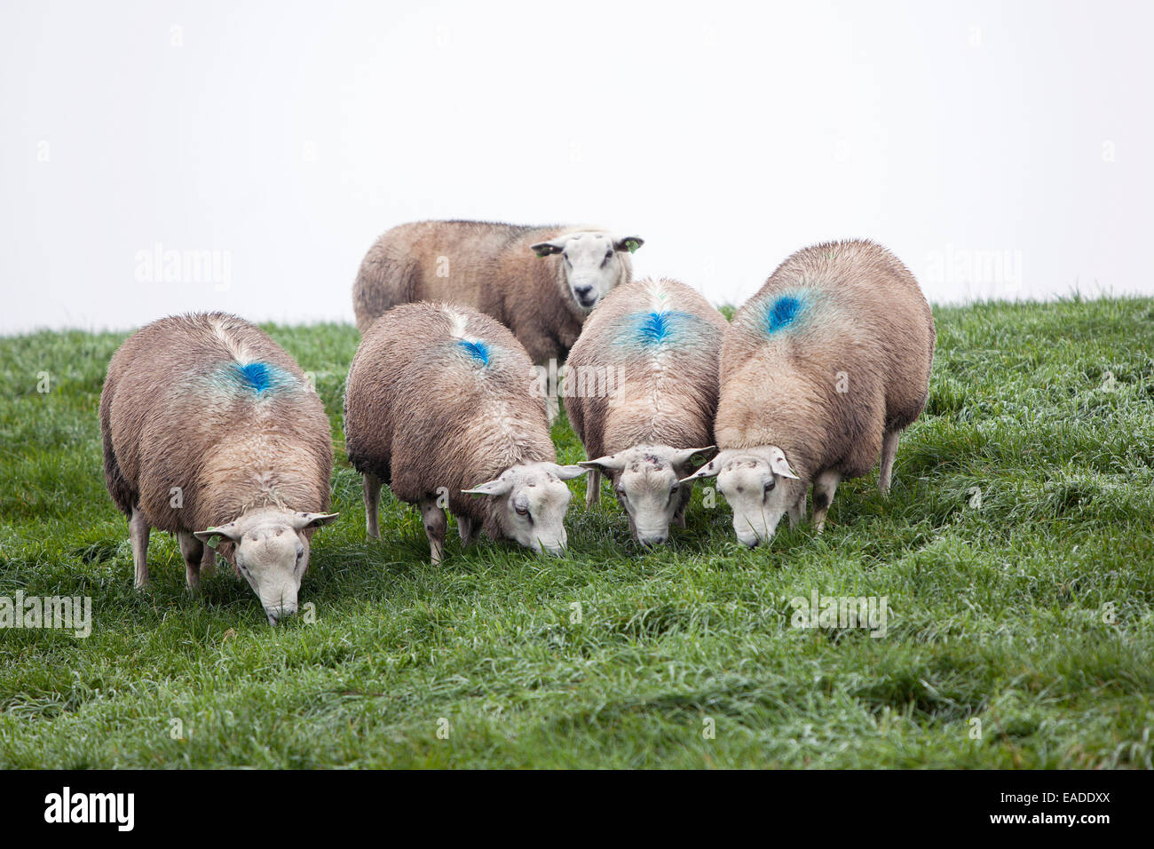 Five sheep hi-res stock photography and images - Alamy