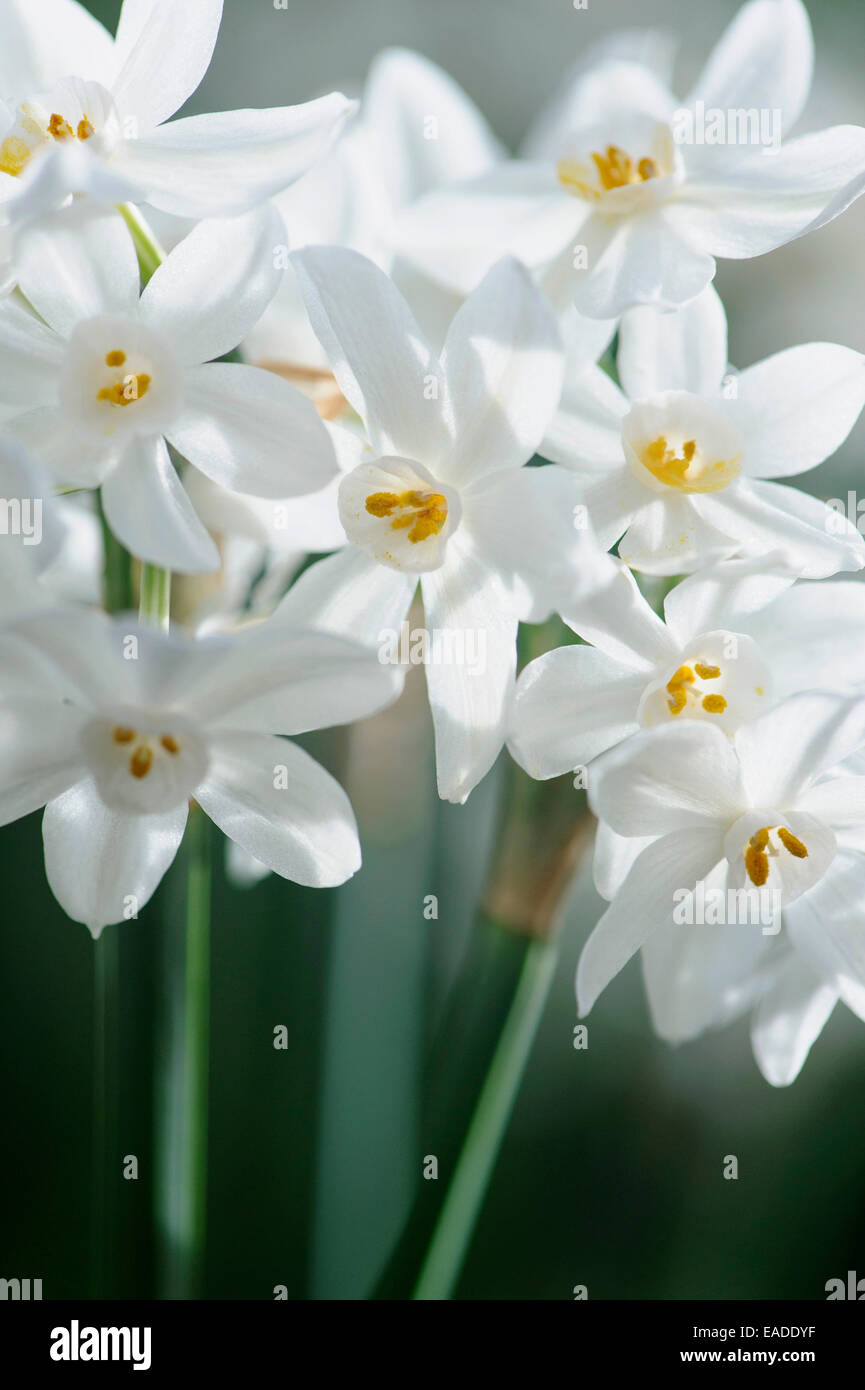 Paperwhites, Narcissus papyraceus, White subject Stock Photo - Alamy