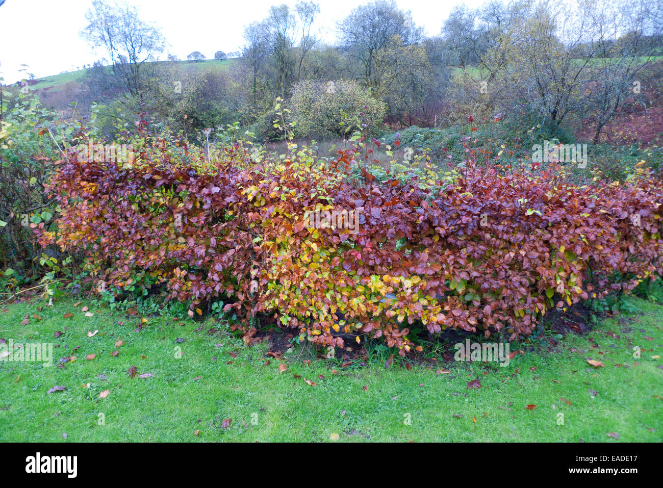 Beech hedge uk hi-res stock photography and images - Alamy
